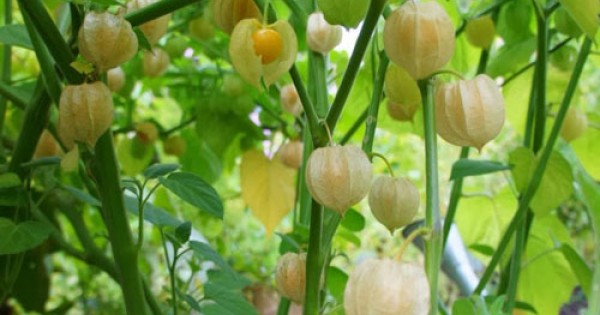 Physalis (Incan-Golden Berries)